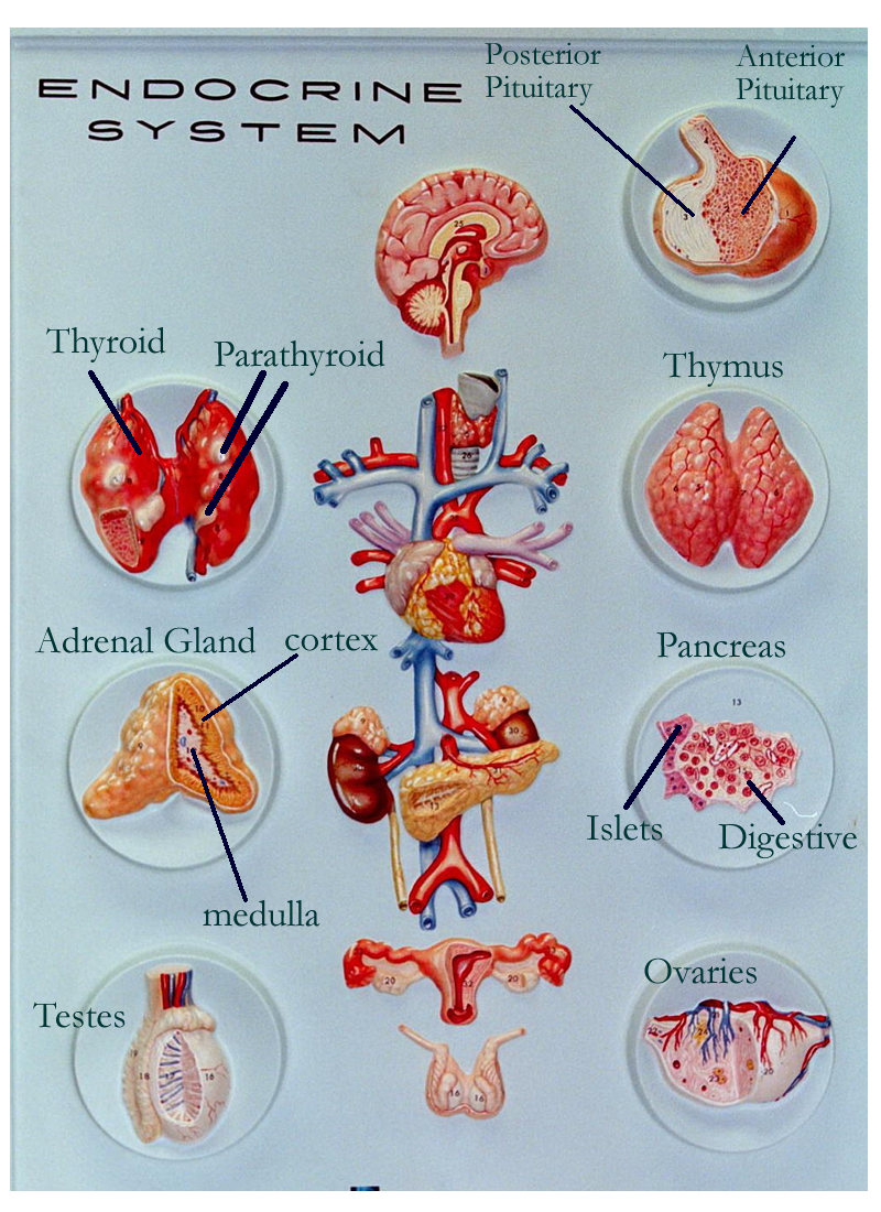 Endocrine System Labeled Diagram Glands In The Human Body Explained